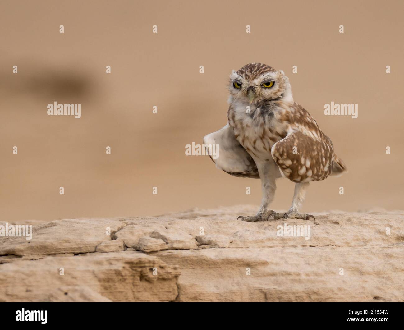Closeup shot of Pharaoh Eagle Owl on the stone with a desert background ...