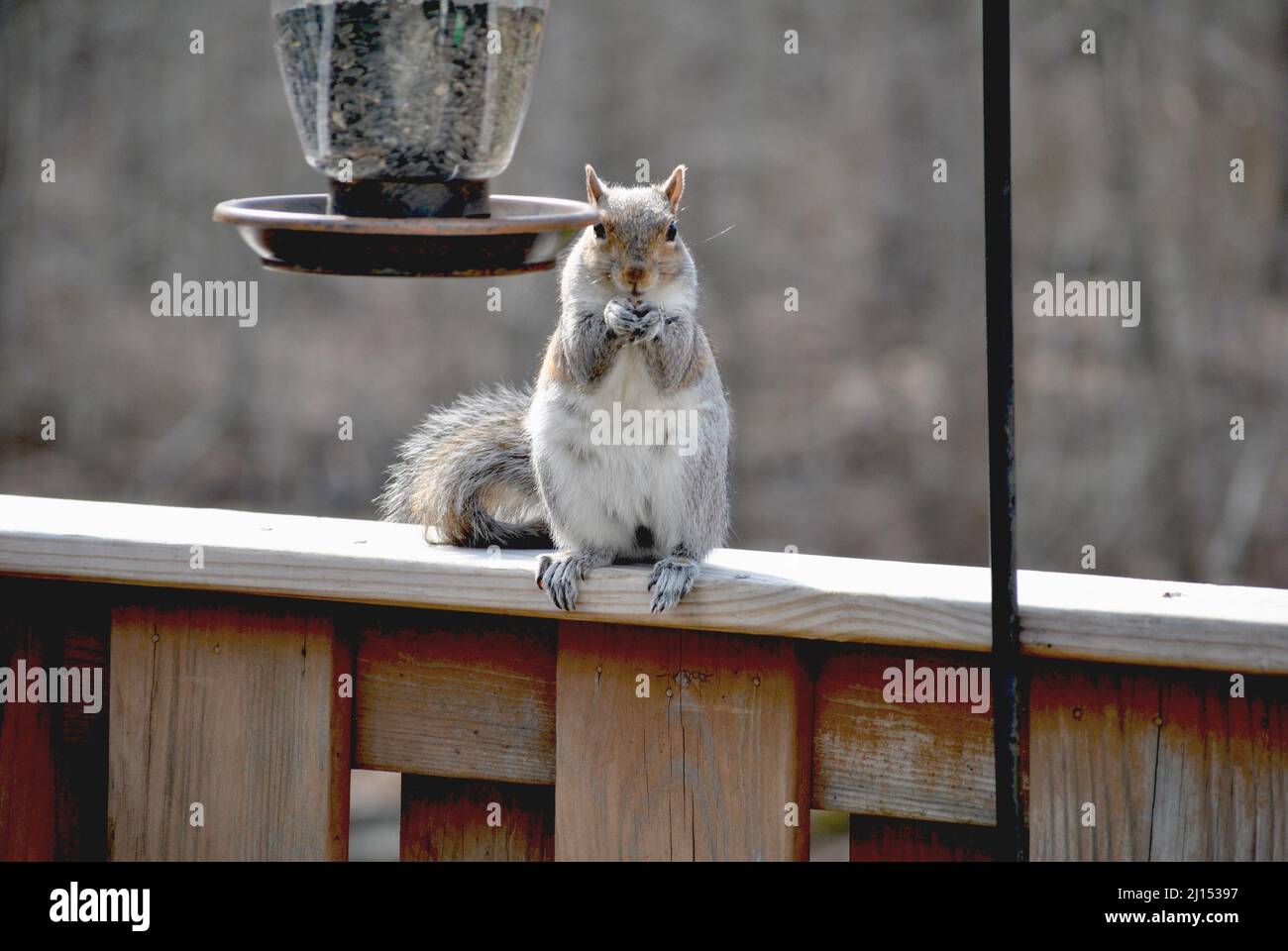 Food from animals hi-res stock photography and images - Alamy