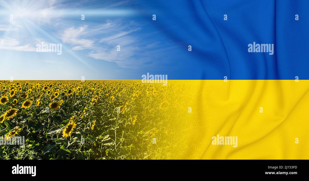 yellow field with sunflowers and bright blue sky with white clouds as ...