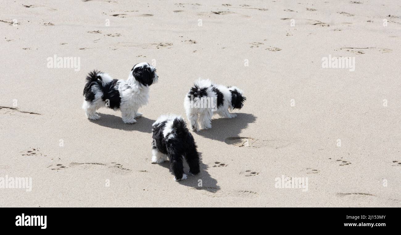 Havanese puppy playing on the beach Stock Photo - Alamy