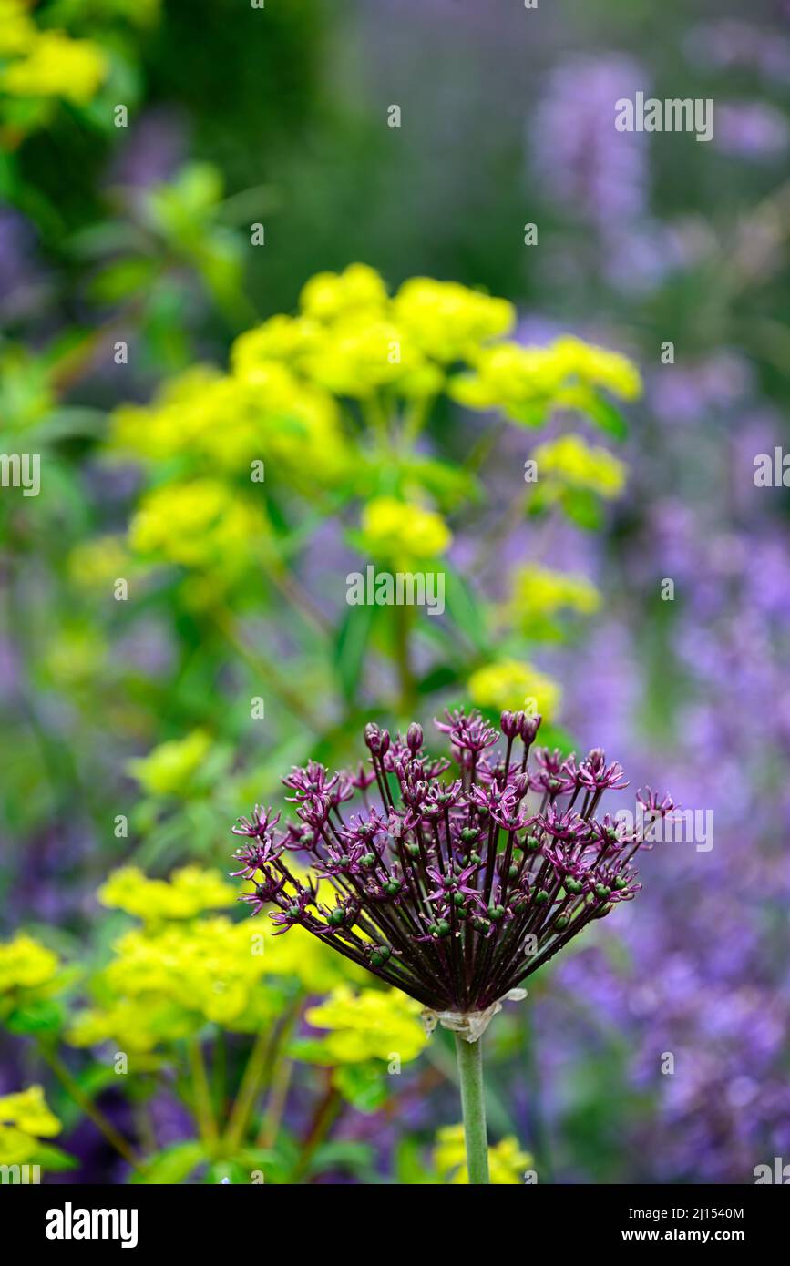 allium atropurpureum,purple flowers,alliums,ornamental onion,flower ...