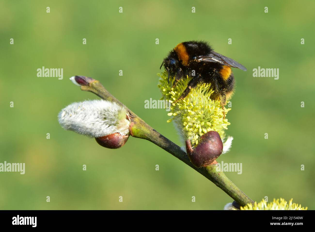 Bee pose hi-res stock photography and images - Alamy