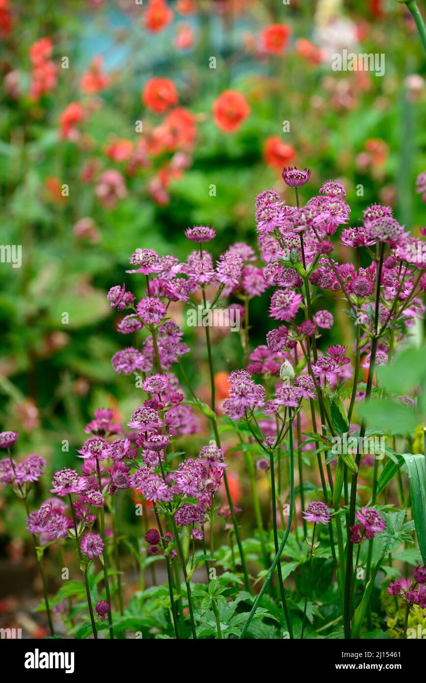Astrantia major Gill Richardson Group,Astrantia major Gill Richardson ...