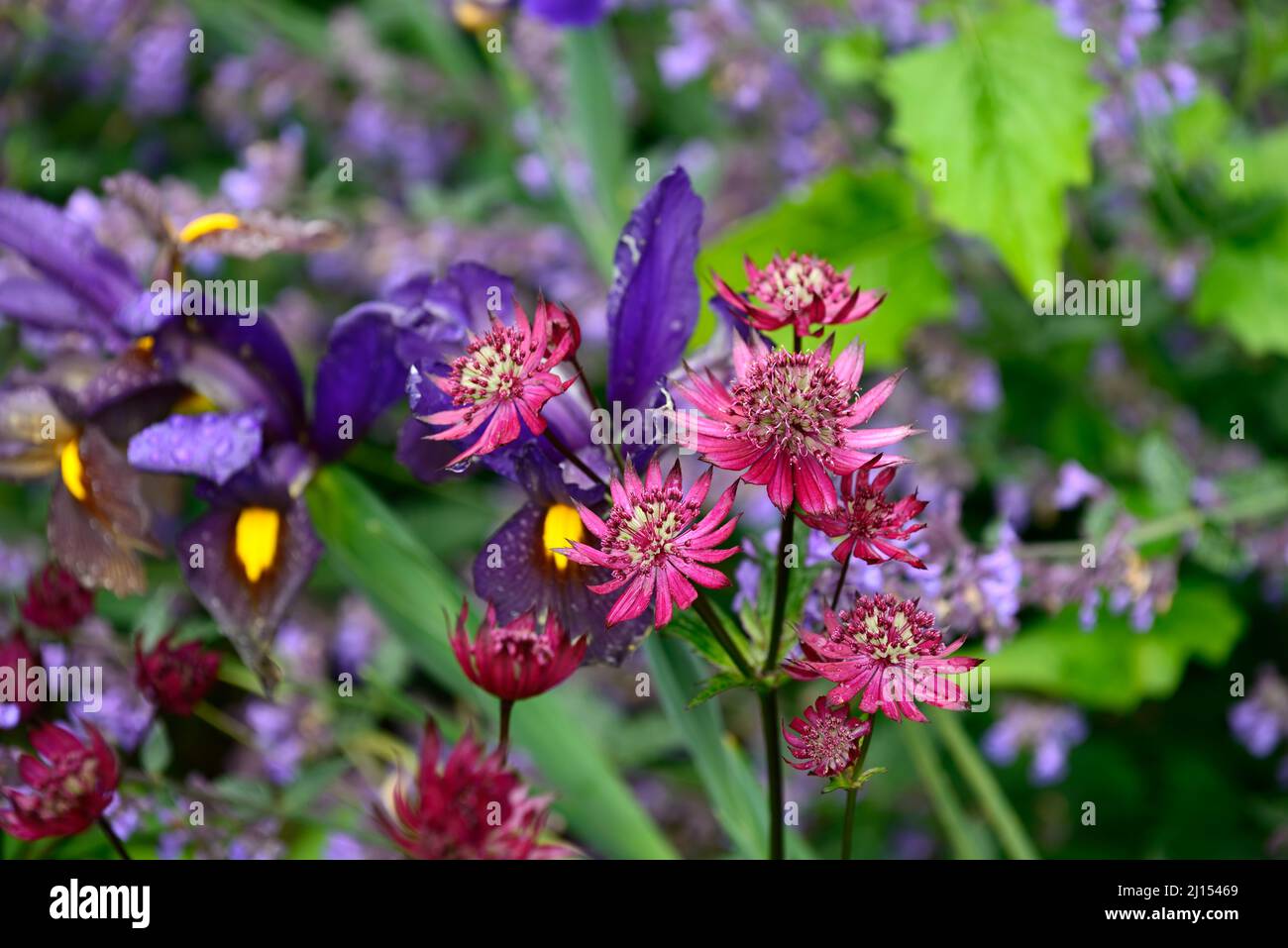 Astrantia major Gill Richardson Group,Astrantia major Gill Richardson ...