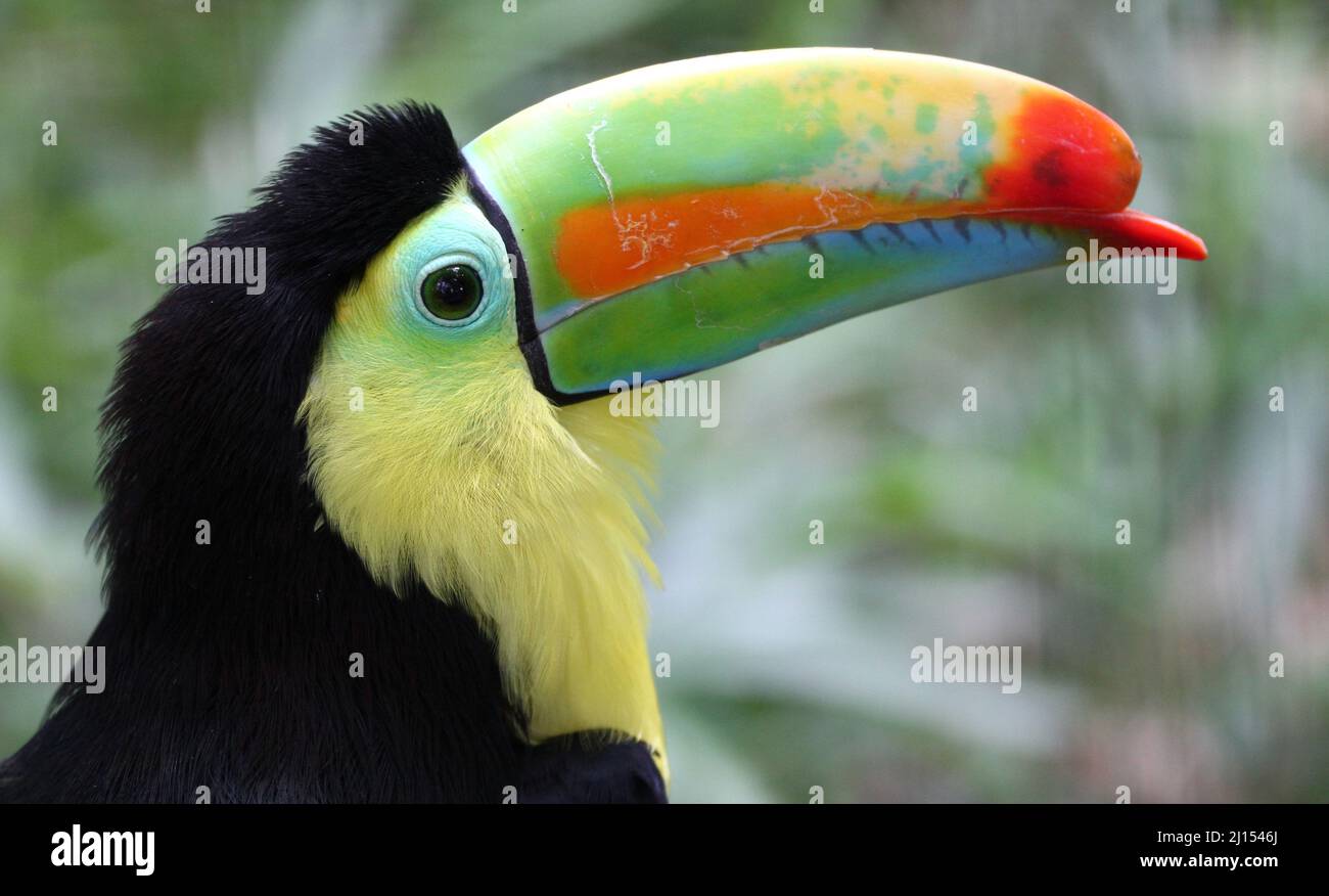 Side portrait of a Toucan bird with a long beak Stock Photo - Alamy