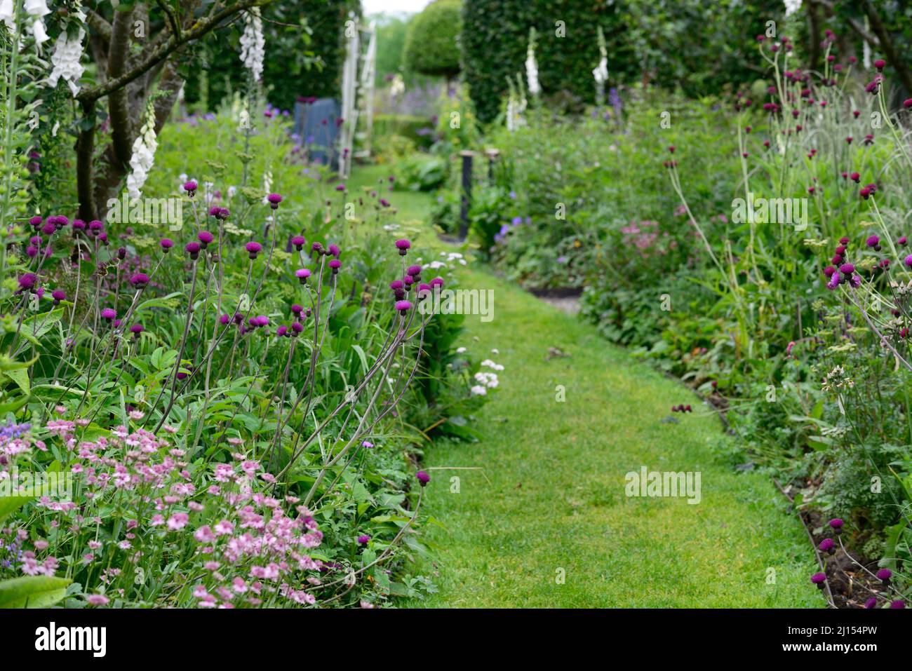 cottage garden,path,pathway,mown,mown path,Cirsium rivulare ...