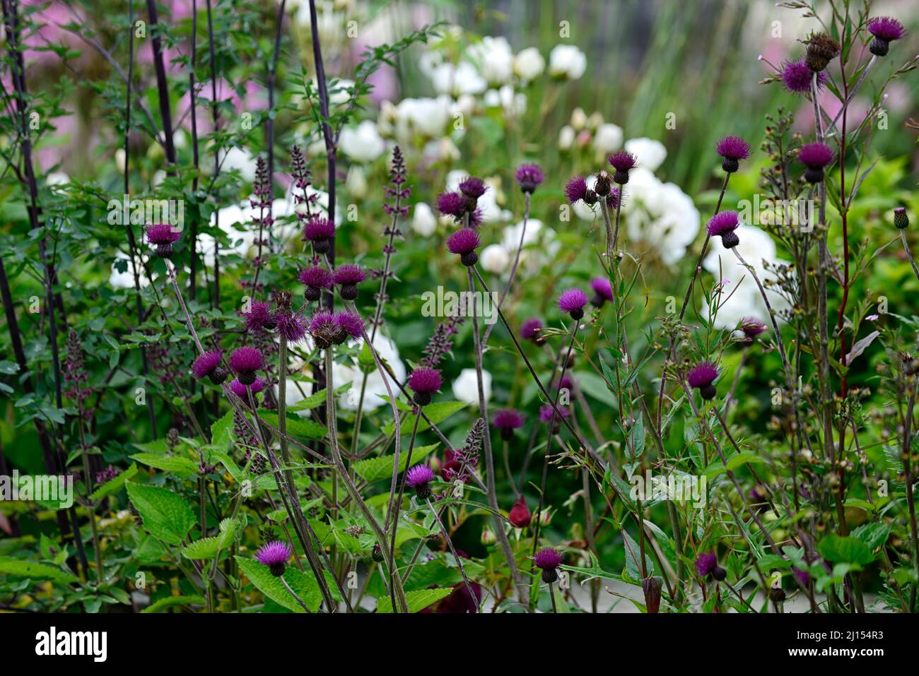 Cirsium rivulare atropurpureum,Brook thistle,ornamental thistle,deep ...