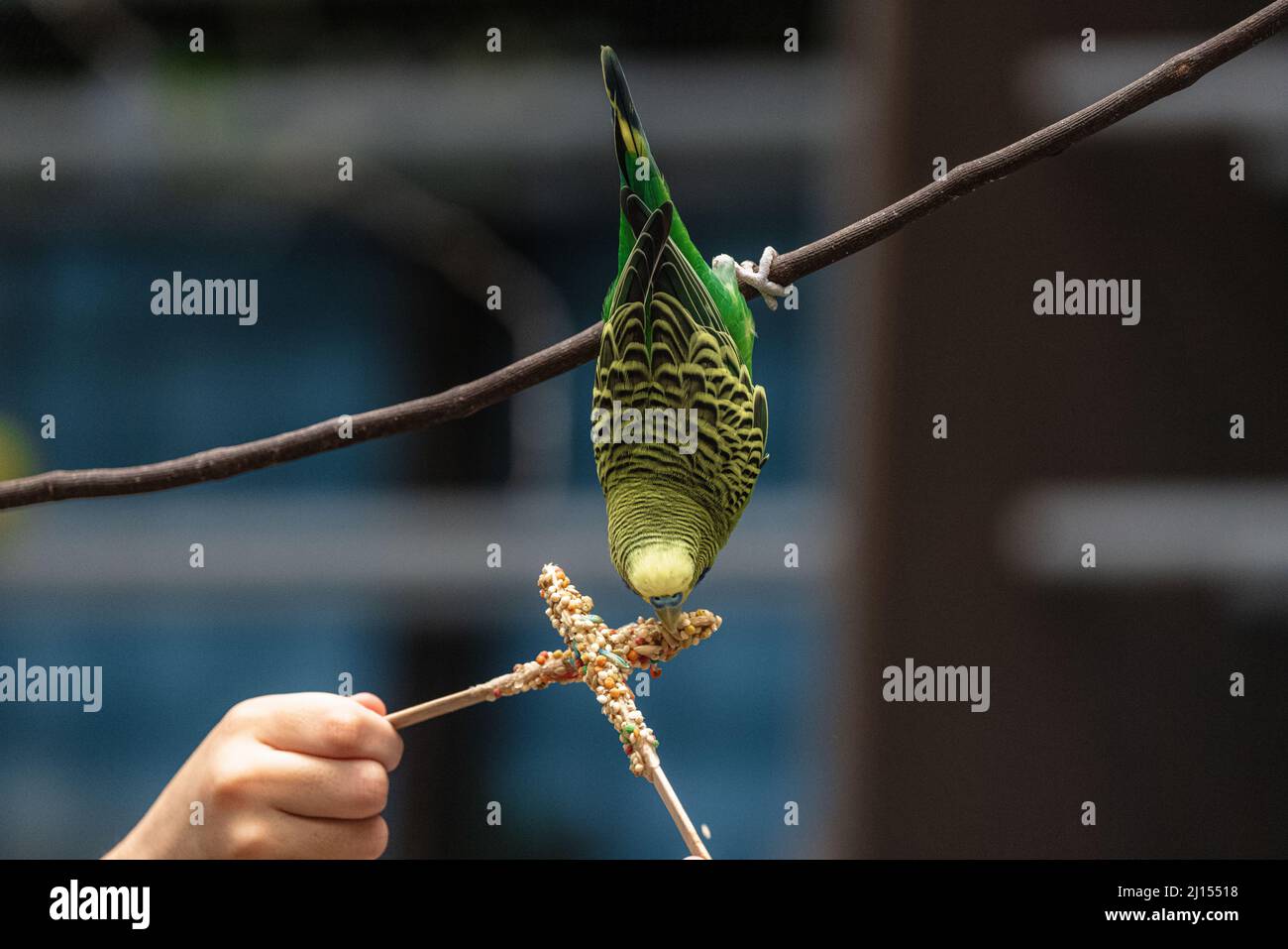 Selective focus of a green Budgerigar (budgie) standing on the branch ...