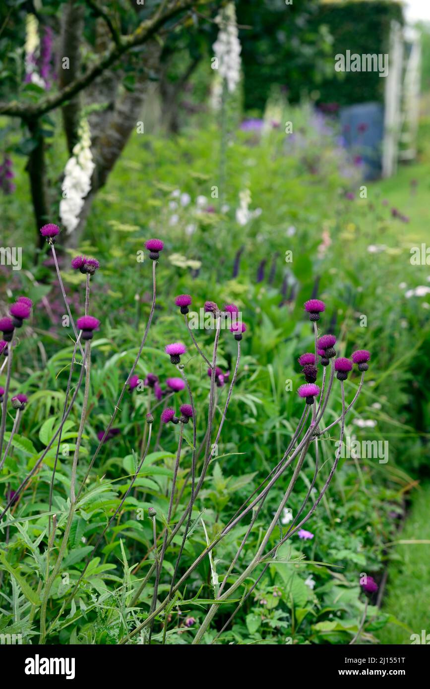 Deep herbaceous borders hi-res stock photography and images - Alamy