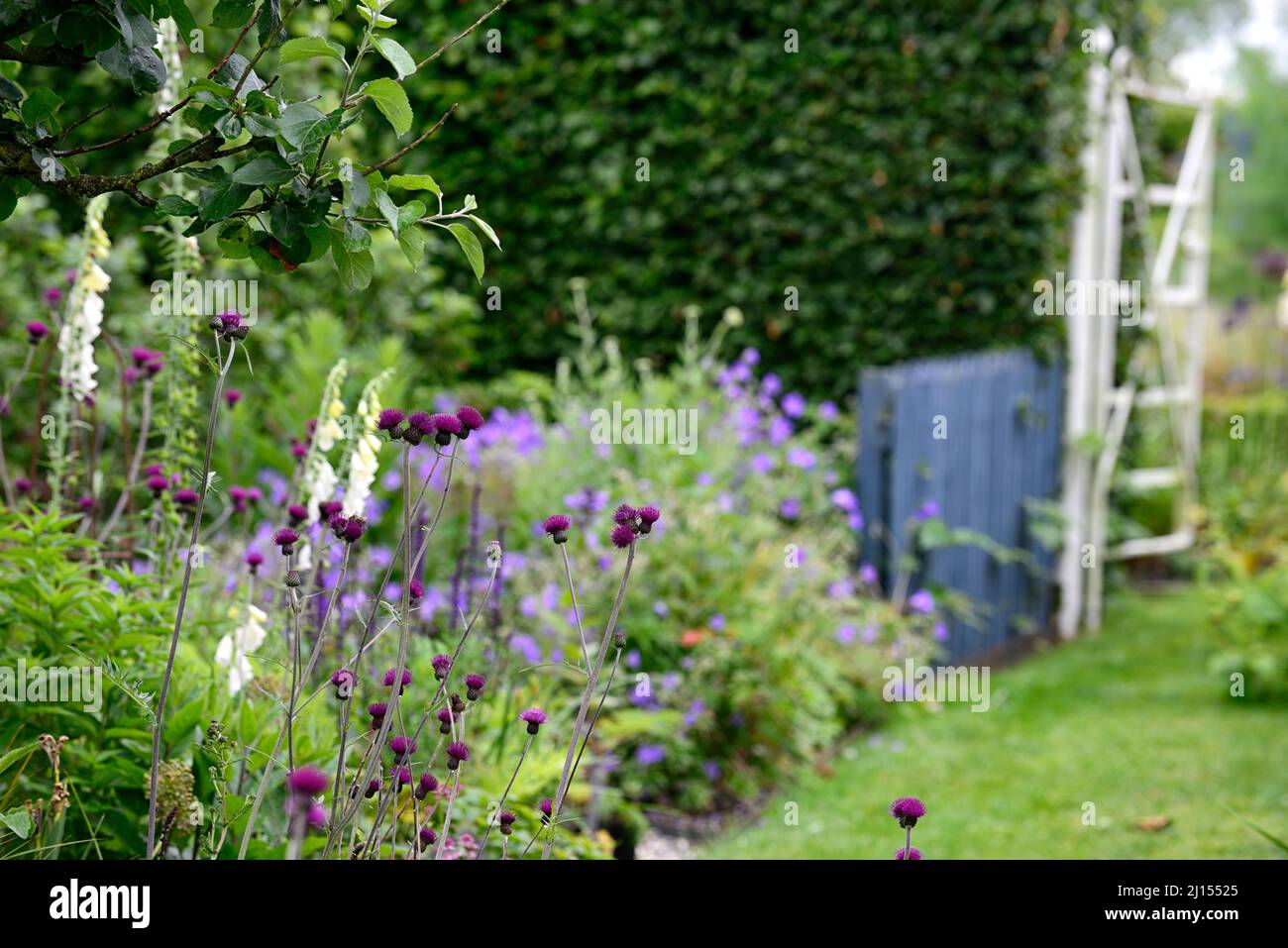 cottage garden,path,pathway,mown,mown path,Cirsium rivulare ...