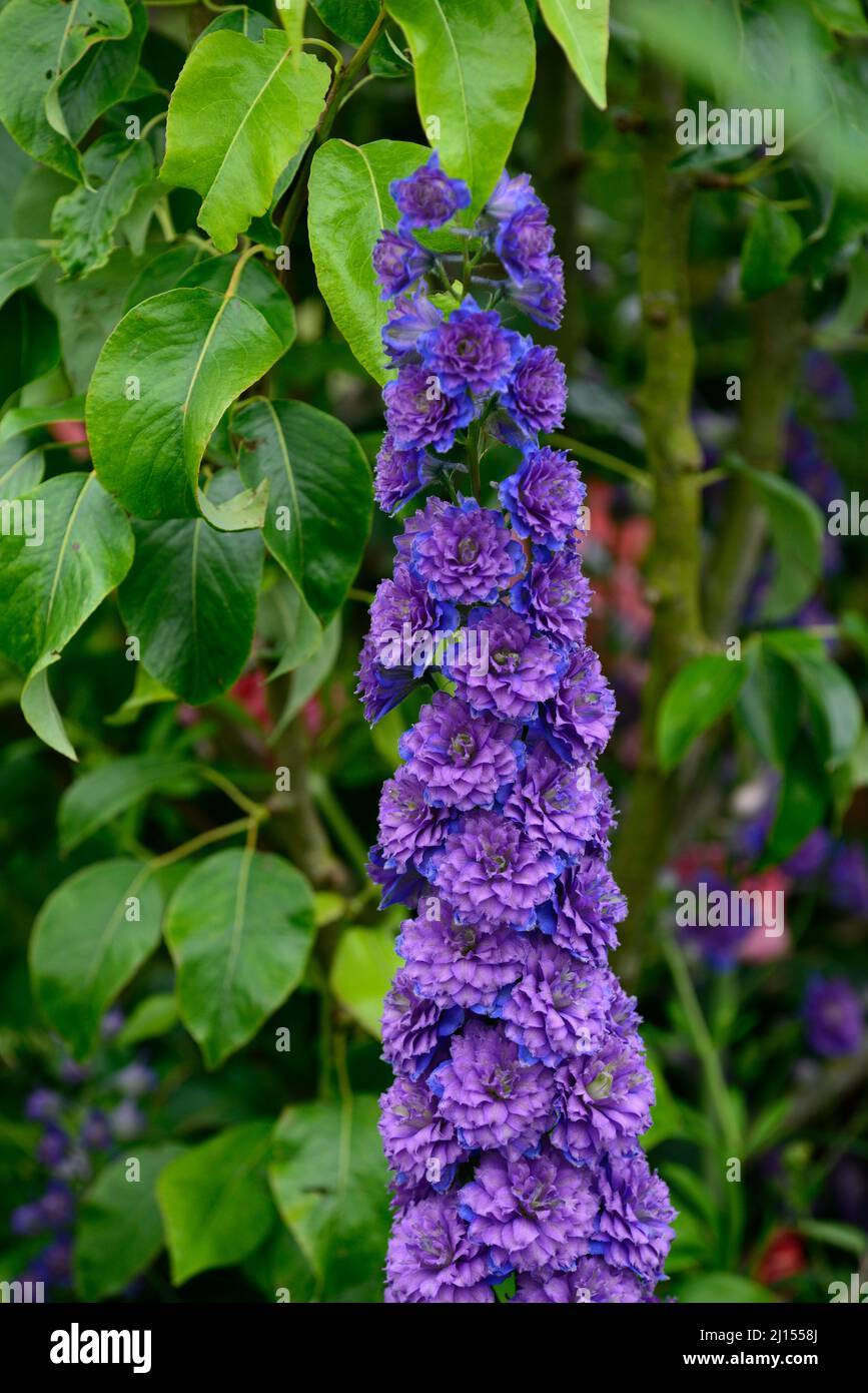 Delphinium elatum Highlander Bolero,Double lavender-blue flowers,cream ...