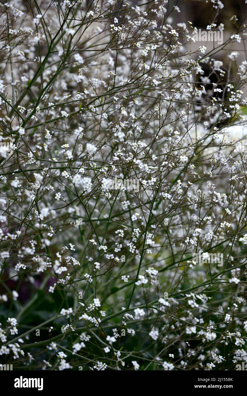 Crambe cordifolia hi-res stock photography and images - Alamy