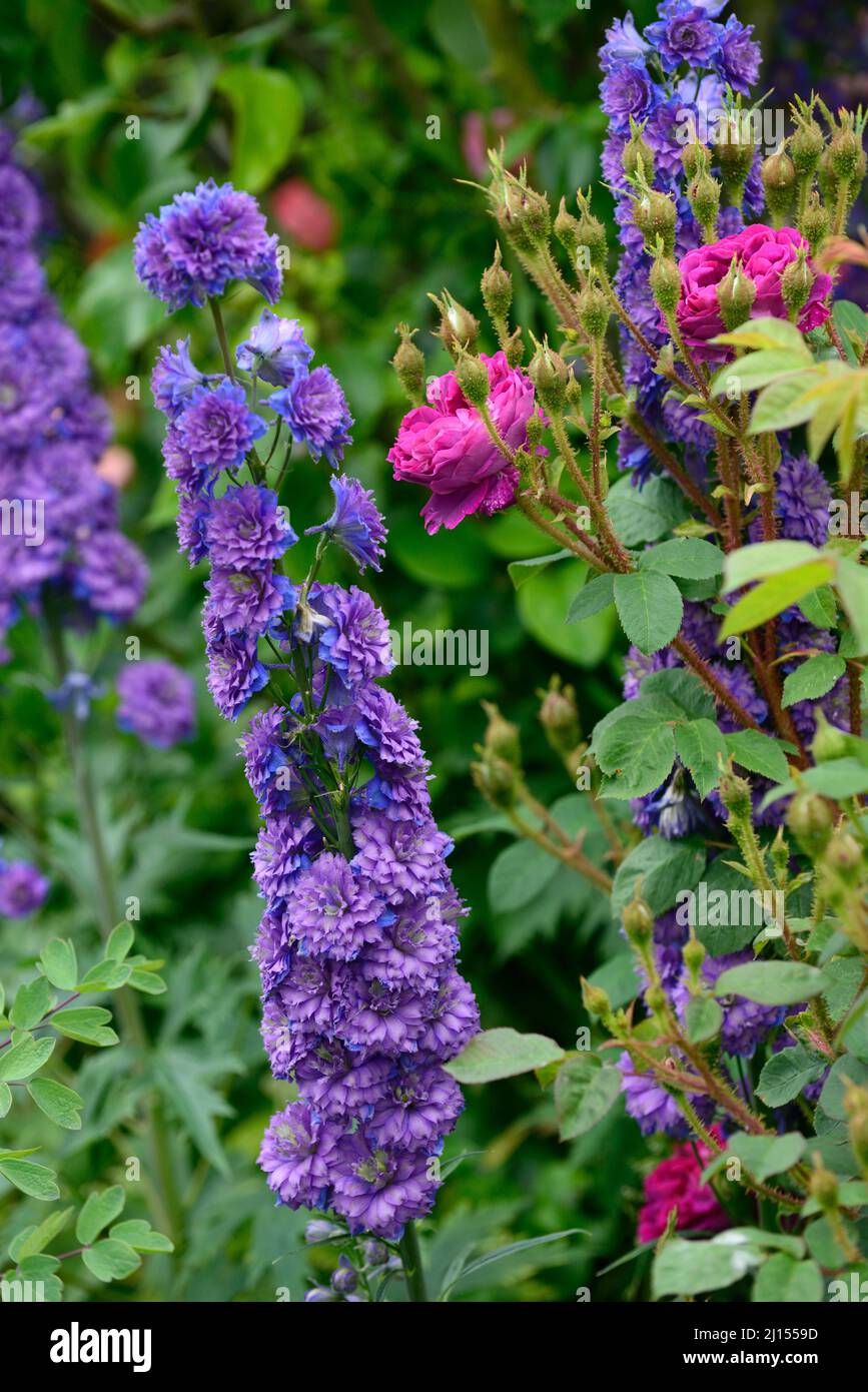 Delphinium elatum Highlander Bolero,Double lavender-blue flowers,cream ...