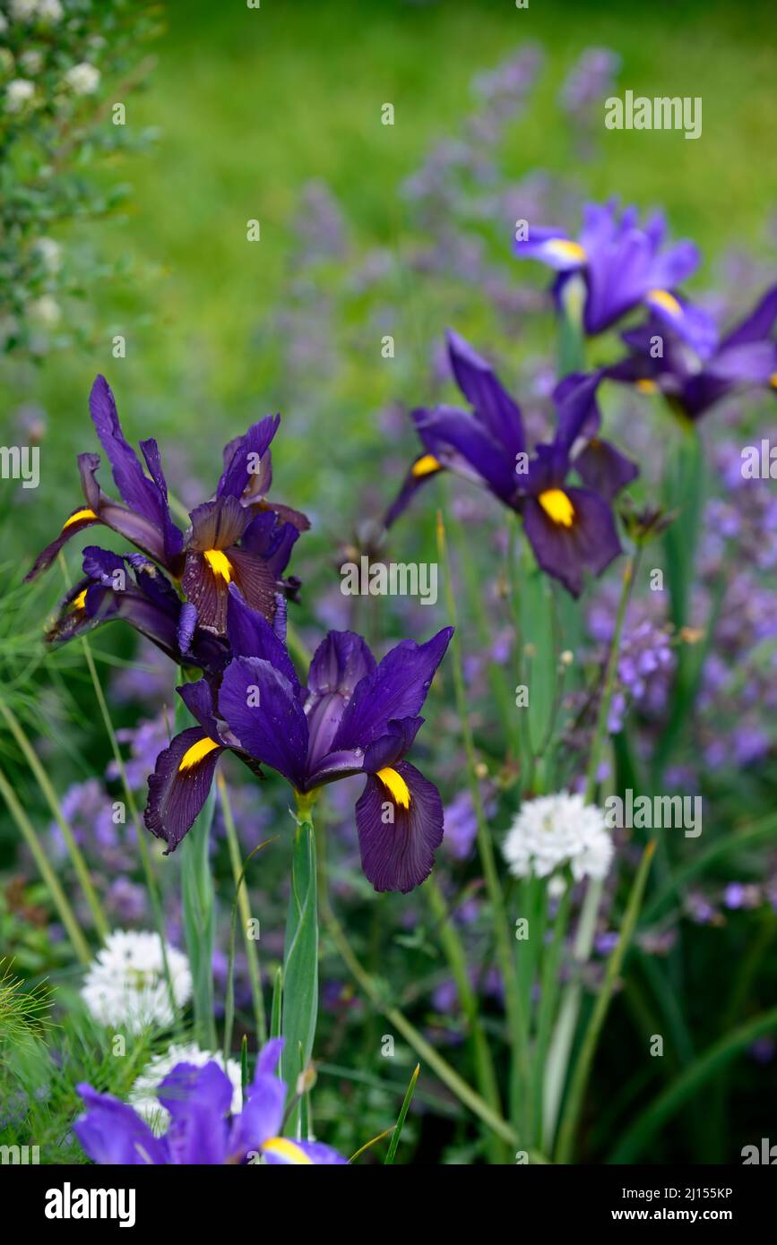 Iris x hollandica eye of the tiger,dutch iris eye of the tiger,blue ...