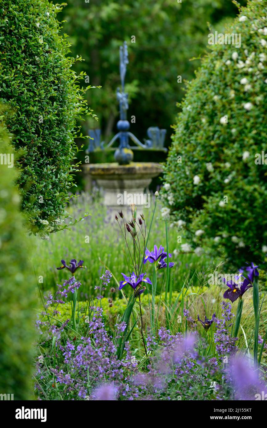 Iris x hollandica eye of the tiger,dutch iris eye of the tiger,blue ...