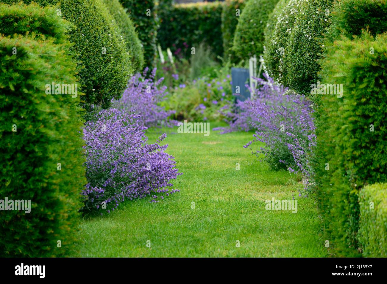 Nepeta six hills giant,Catnip,Catmint,violet,blue,flower,formal garden ...
