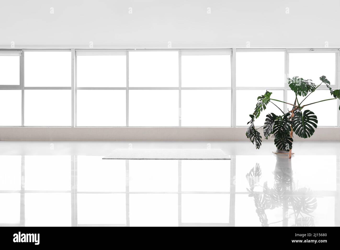 Tropical plant and carpet in big empty room Stock Photo - Alamy