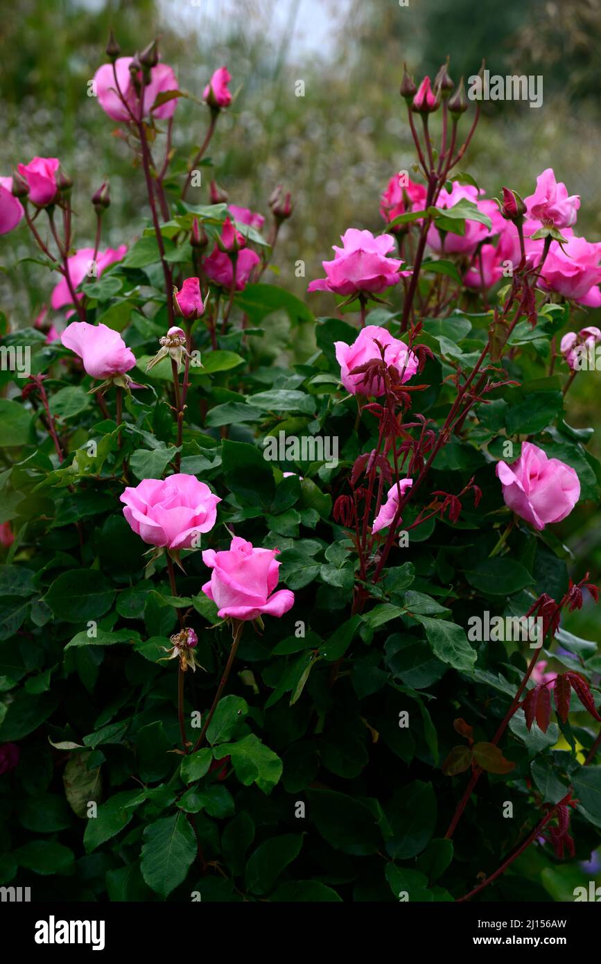 pink hybrid tea rose,hot pink hybrid tea roses,pik rose,pink rose ...