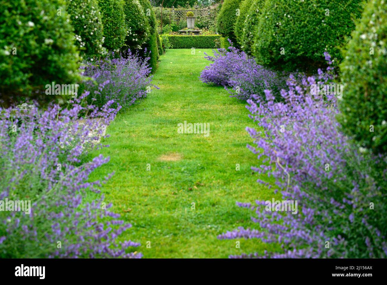 Nepeta six hills giant,Catnip,Catmint,violet,blue,flower,formal garden ...