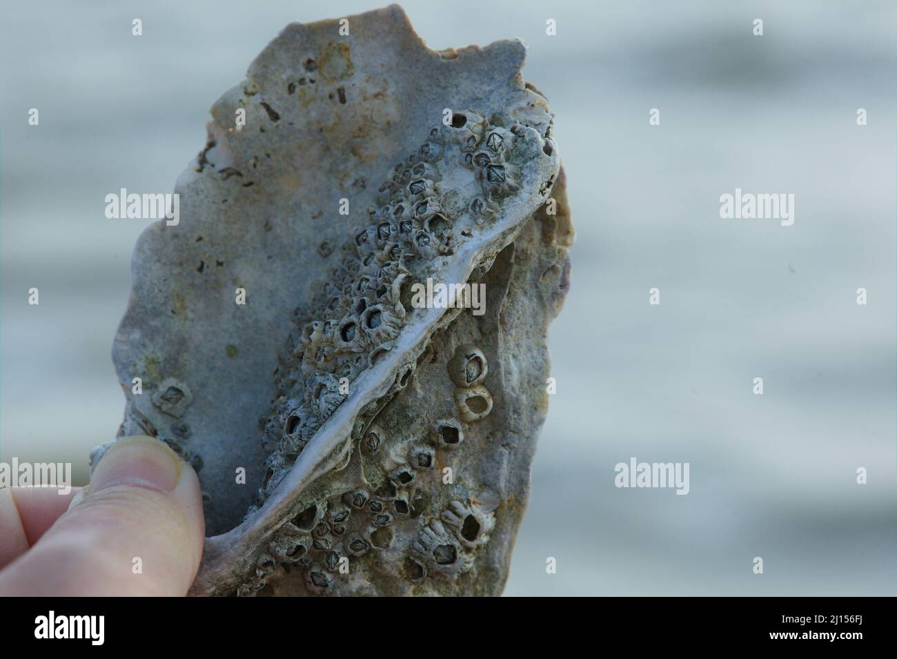 Macro detail of marine barnacles living on surface of a crustacean ...