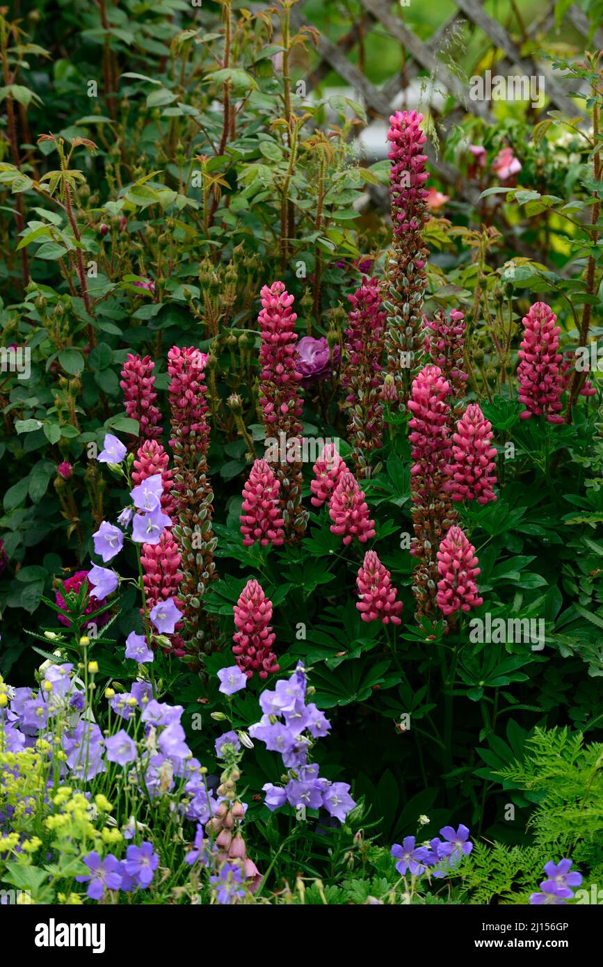 pink lupinus,lupin,lupins,pink lupins,flowers,flowering spike,spire ...