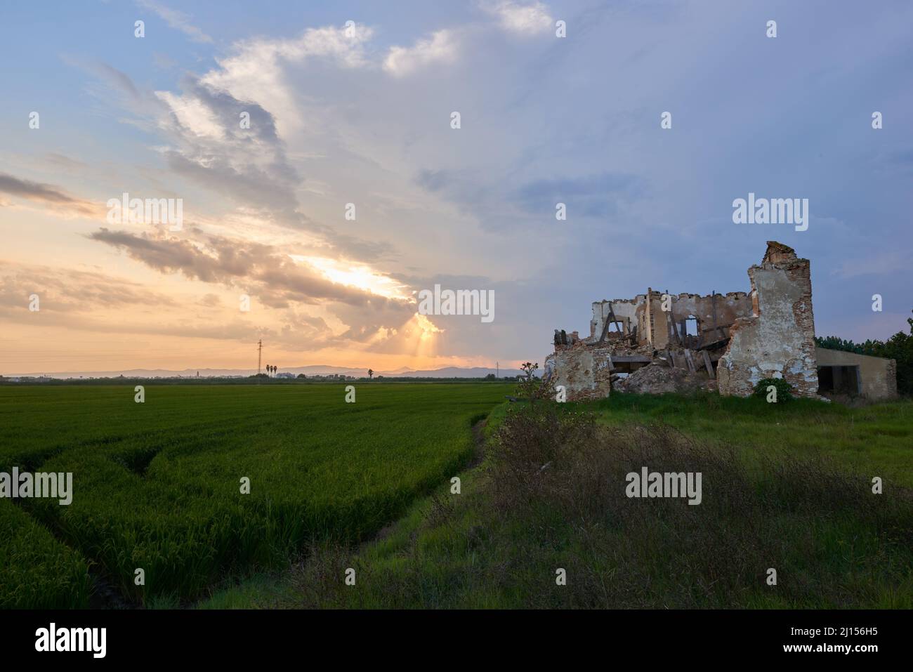 Destroyed rice field hi-res stock photography and images - Alamy