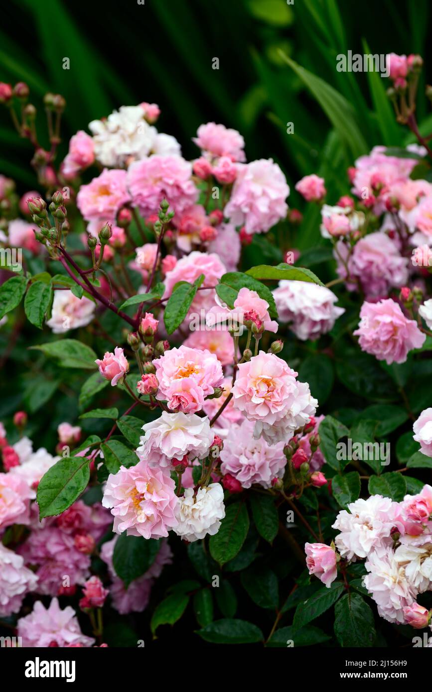 Free flowering double pink rose bush hi-res stock photography and ...