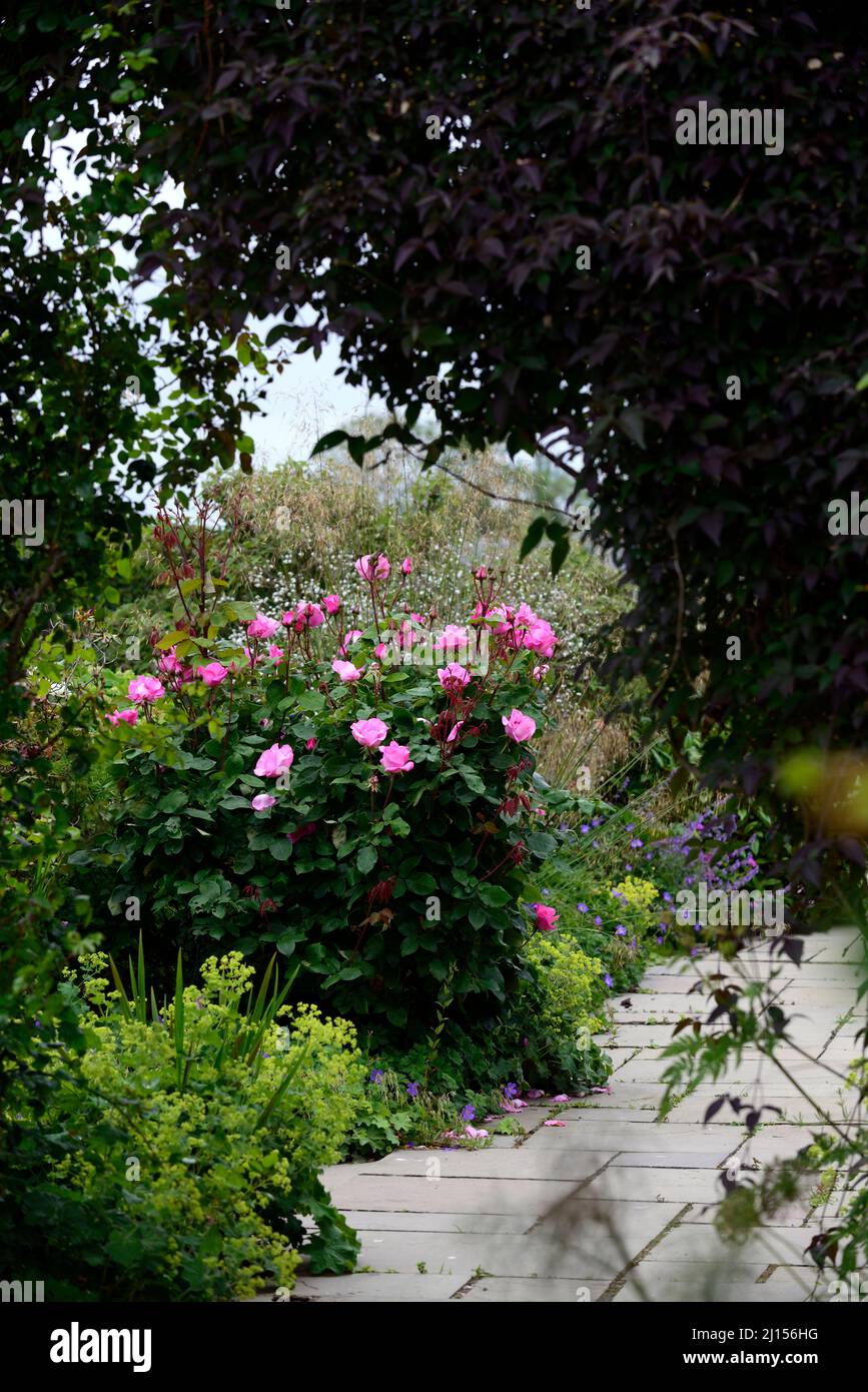 pink hybrid tea rose,hot pink hybrid tea roses,pik rose,pink rose ...