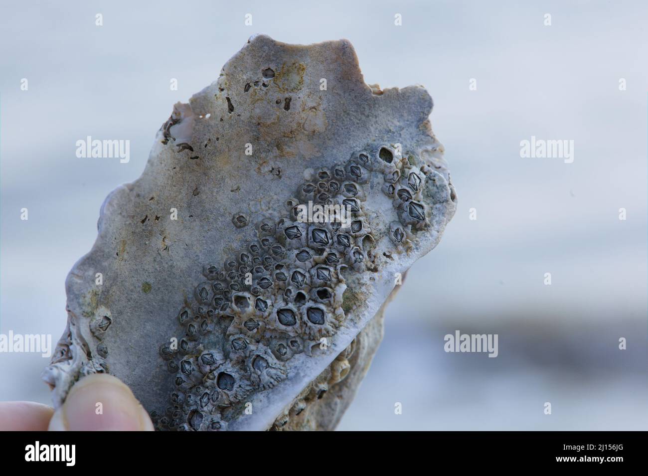 Macro detail of marine barnacles living on surface of a crustacean ...