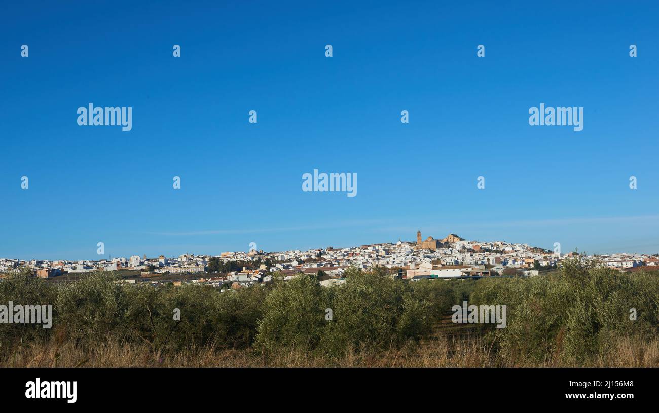 Panoramic of olive trees hi-res stock photography and images - Alamy
