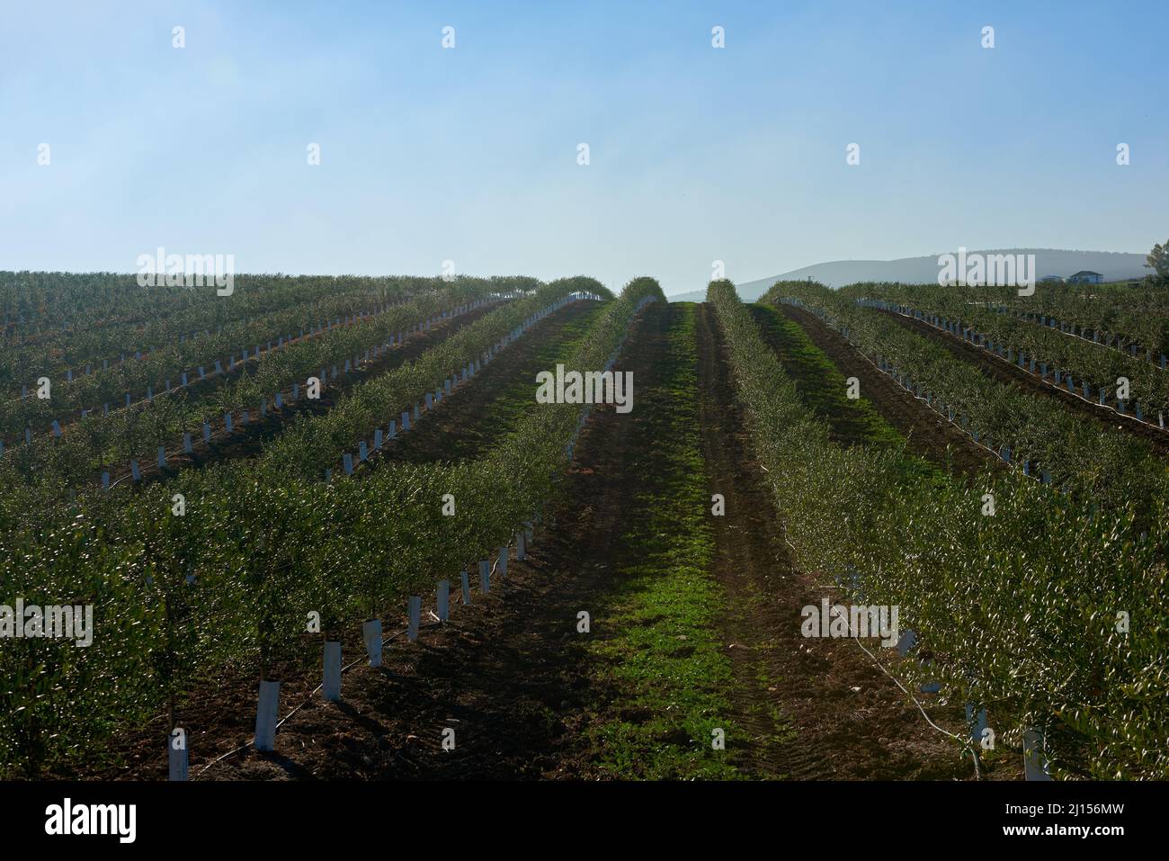 A nice panoramic view of a young olive tree plantation under a ...