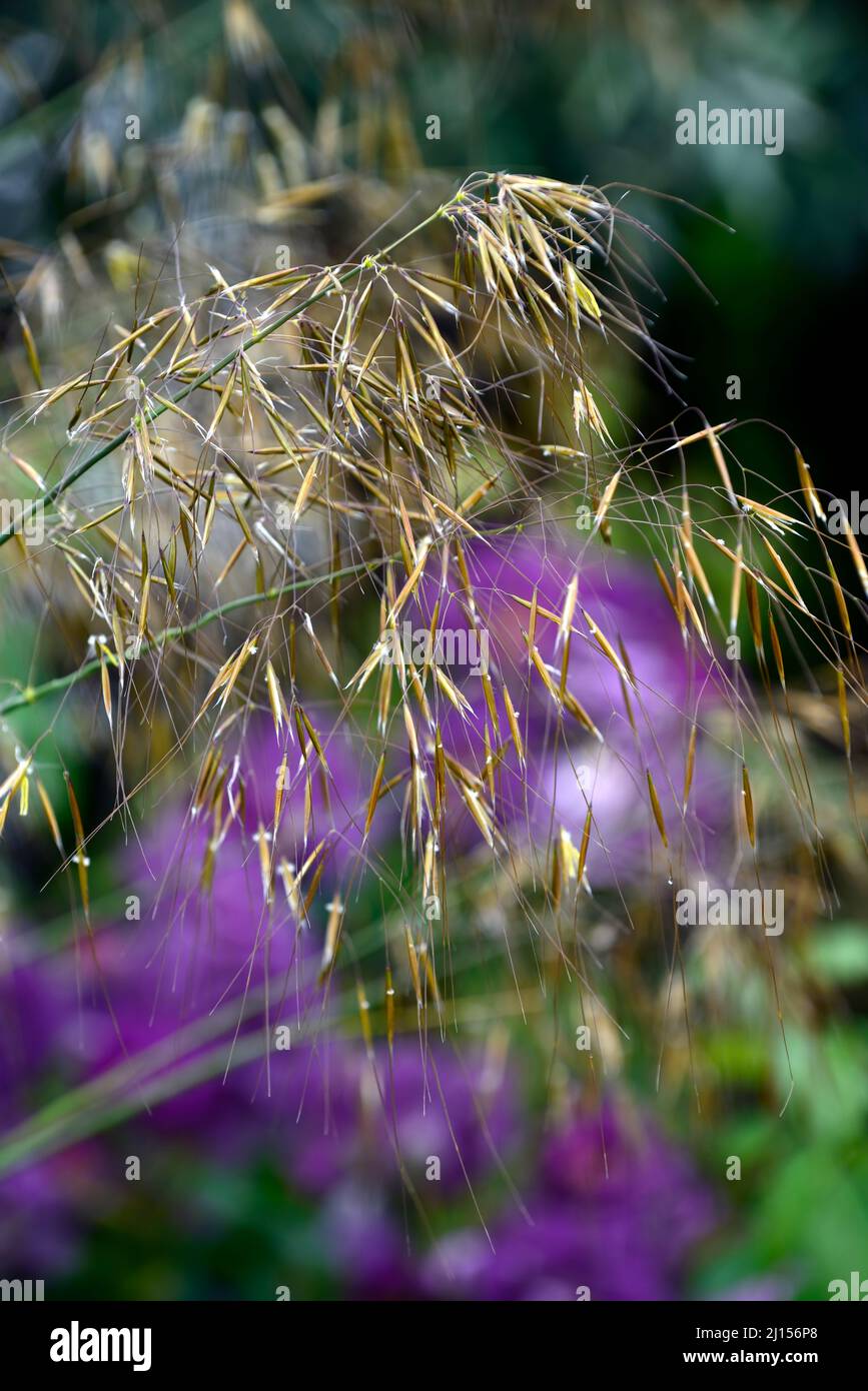 stipa gigantea,giant feather grass,seedhead,seeds,grass,grasses ...