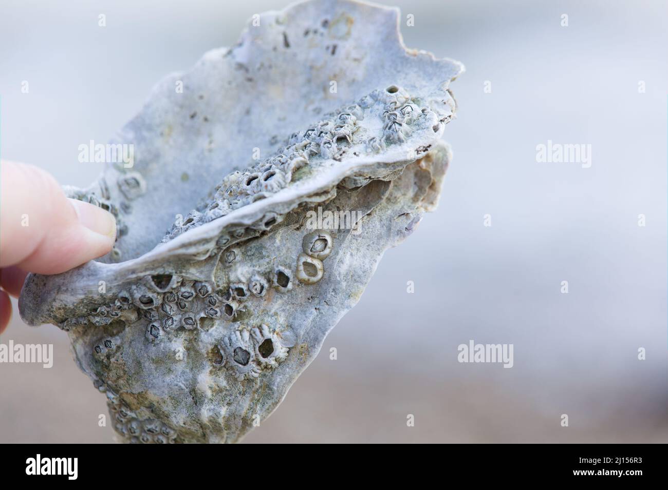 Close-up detail of a hand holding a seashell with living marine ...