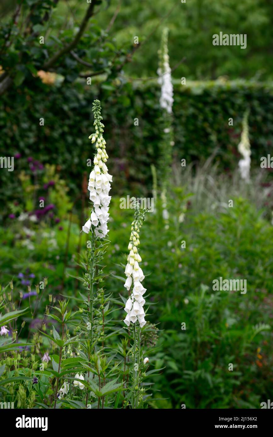 white foxglove,Digitalis alba,foxgloves,white, flower,flowers,flowering ...