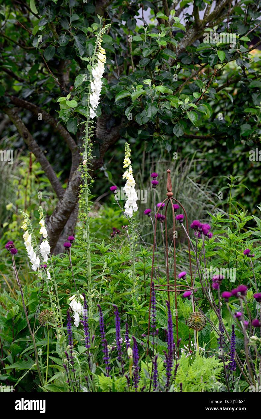 white foxglove,Digitalis alba,foxgloves,white, flower,flowers,flowering ...