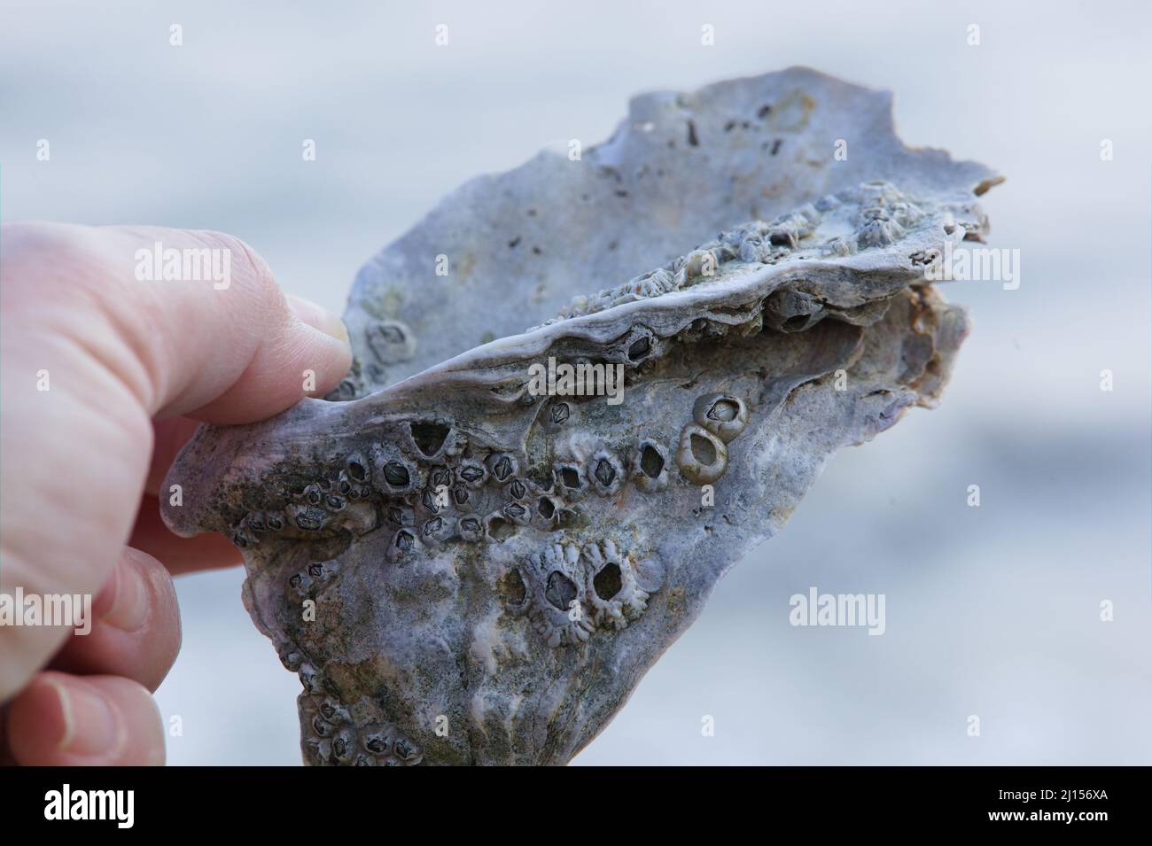 Macro detail of marine barnacles living on surface of a crustacean ...