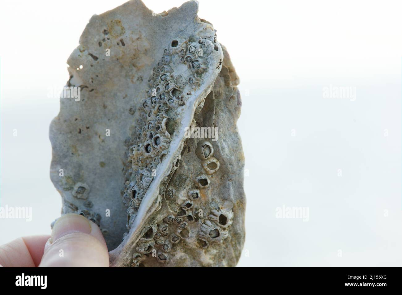 Diamond-shaped marine barnacles living on the surface of a crustacean ...