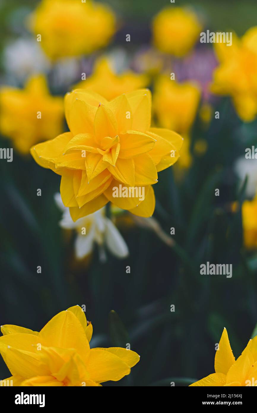 Double white narcissus hi-res stock photography and images - Alamy