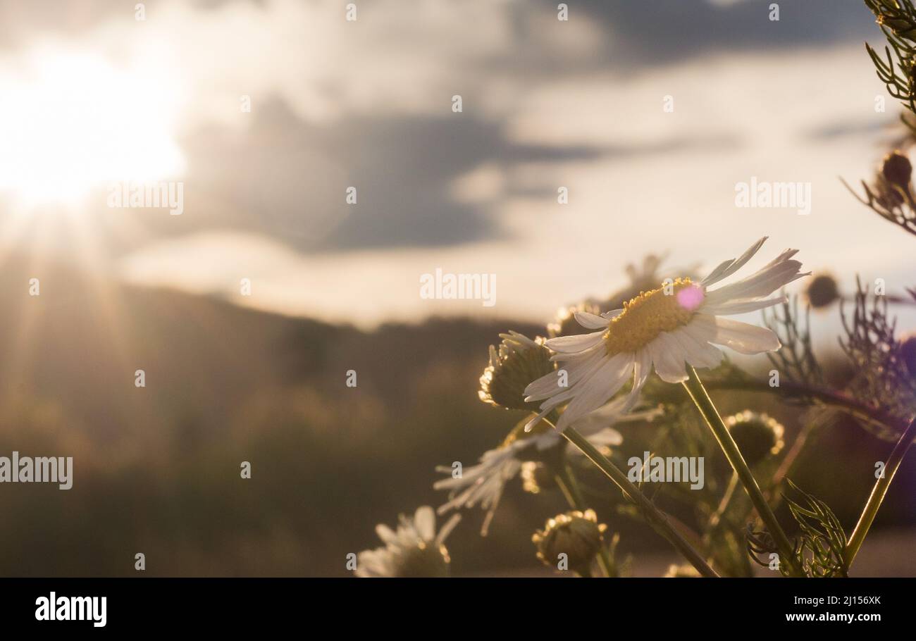 Basking in sunset hi-res stock photography and images - Alamy