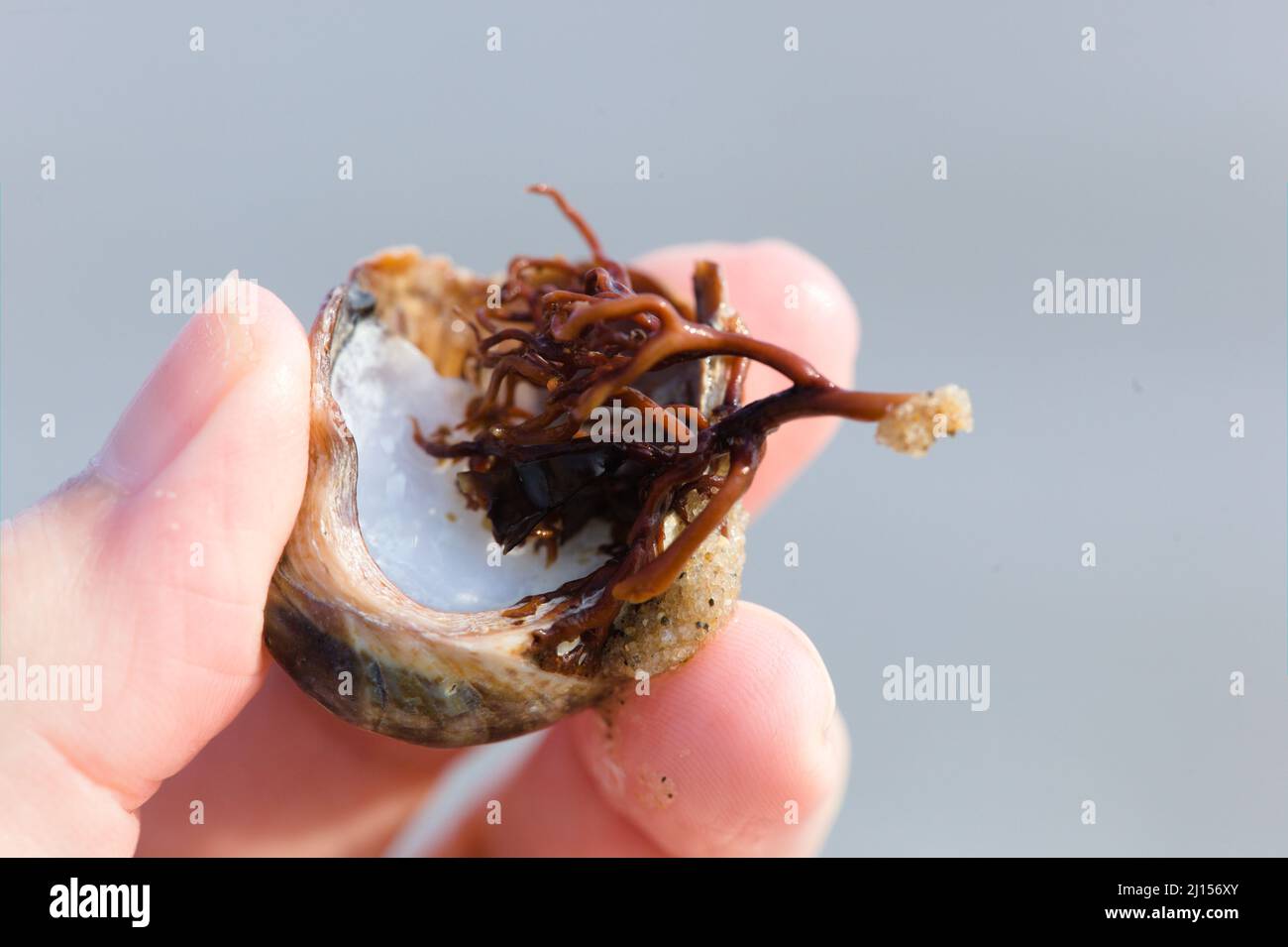 Red algaes hi-res stock photography and images - Alamy