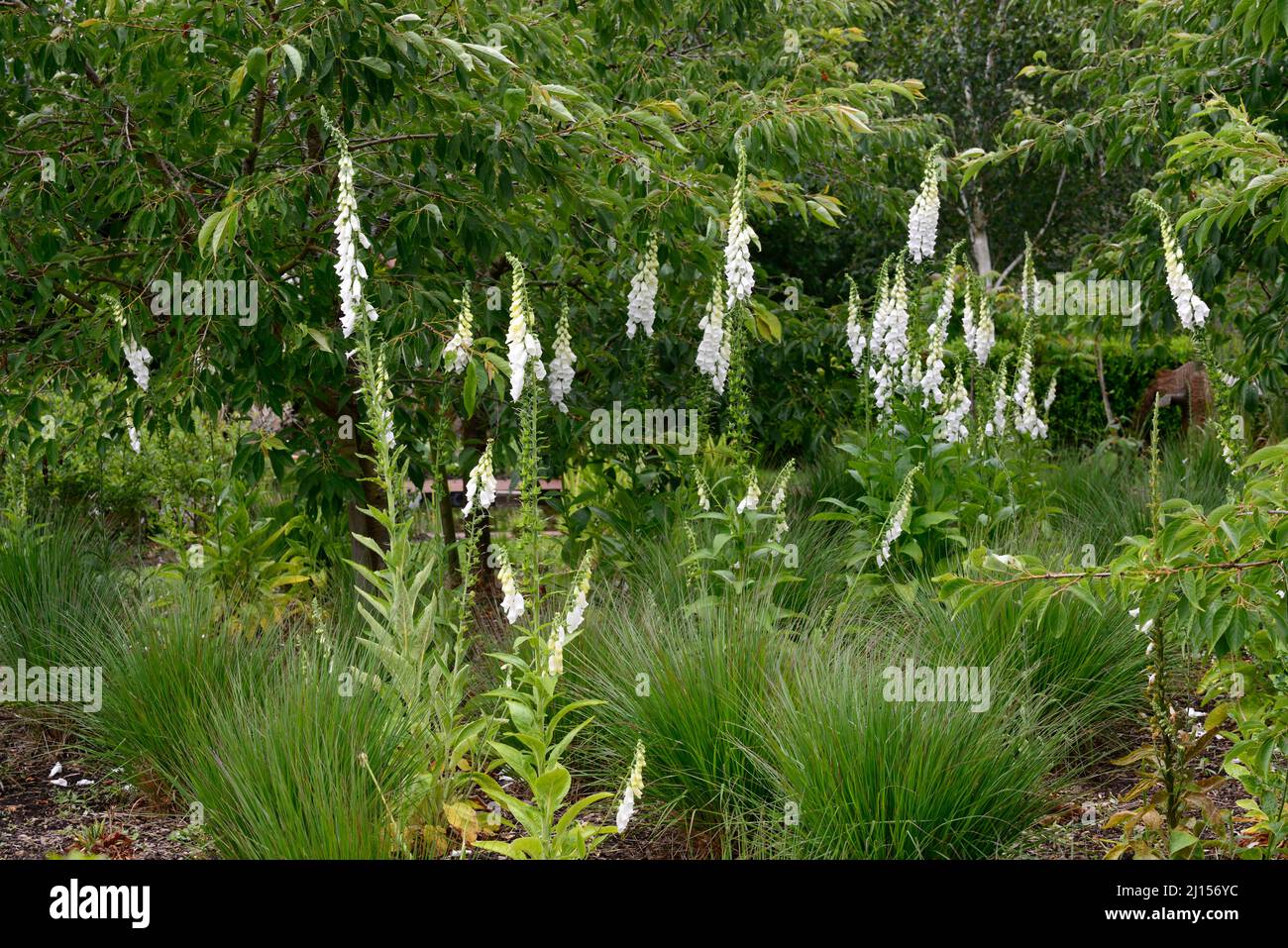 white foxglove,Digitalis alba,foxgloves,white, flower,flowers,flowering ...