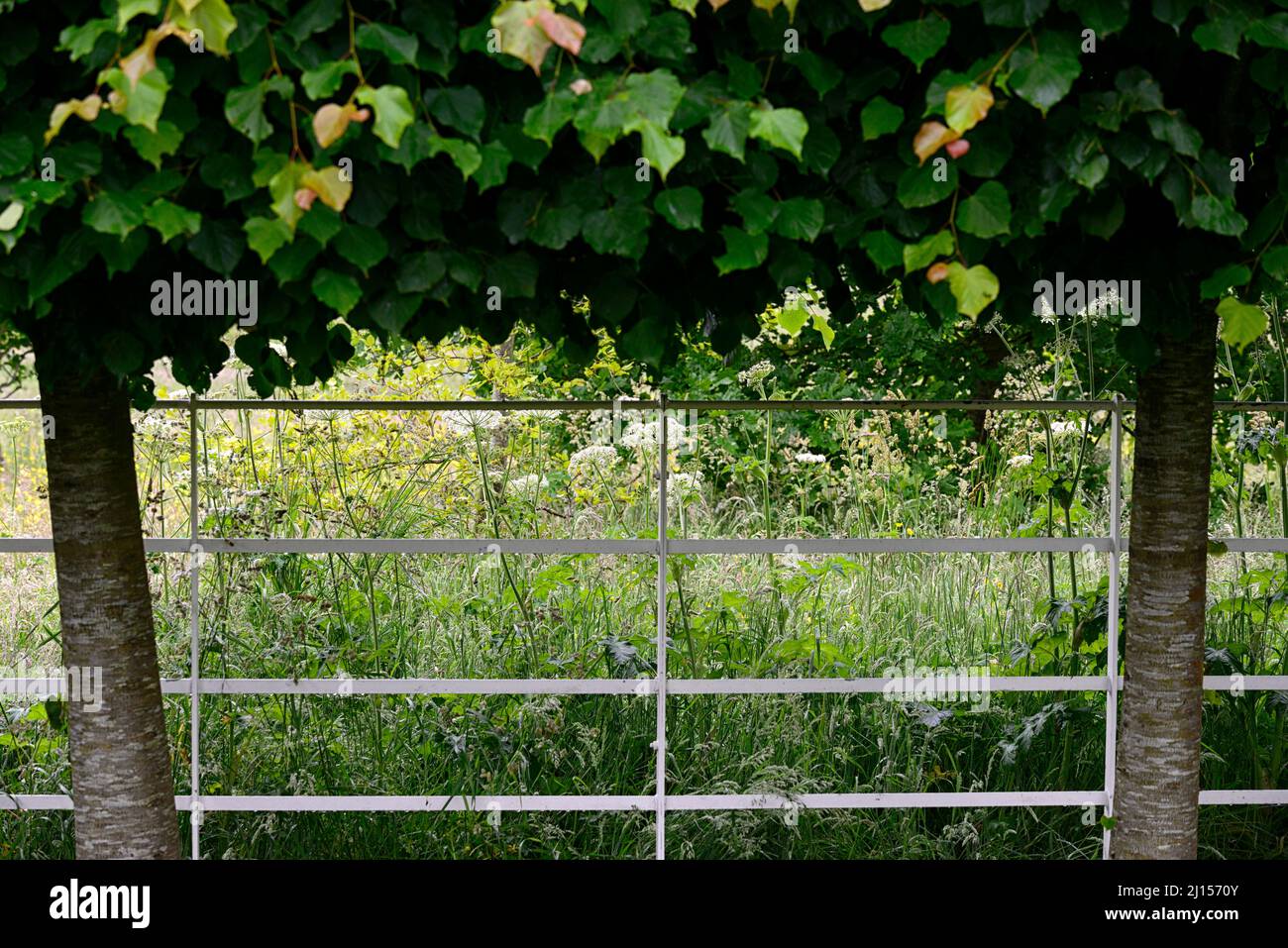 Pleached trees fence hi-res stock photography and images - Alamy