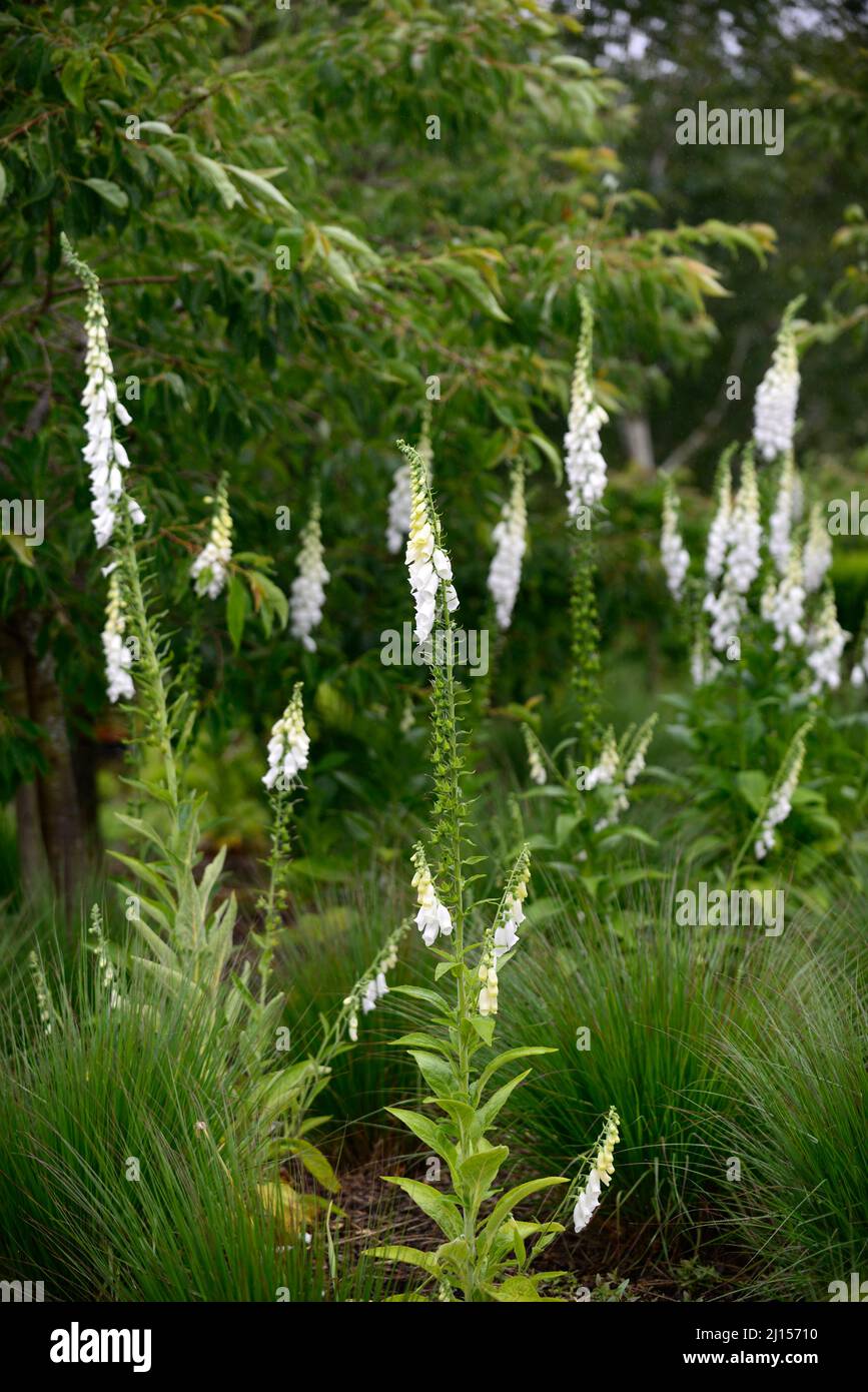 white foxglove,Digitalis alba,foxgloves,white, flower,flowers,flowering ...