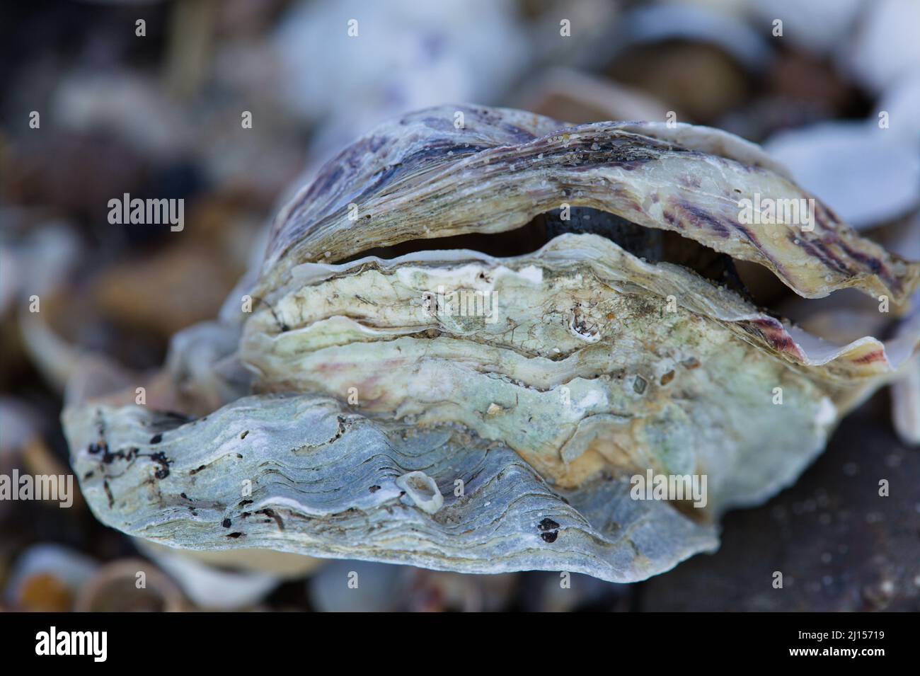 Seashell foraging hi-res stock photography and images - Alamy