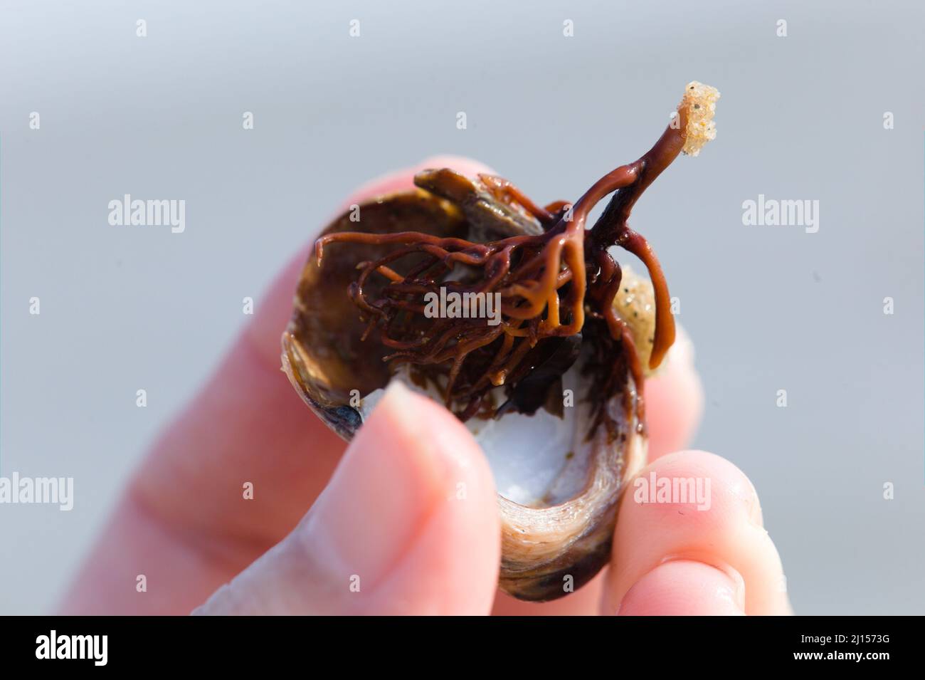 Hand holding an algae hi-res stock photography and images - Alamy