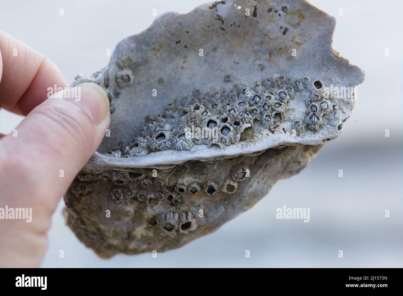Macro detail of marine barnacles living on surface of a crustacean ...