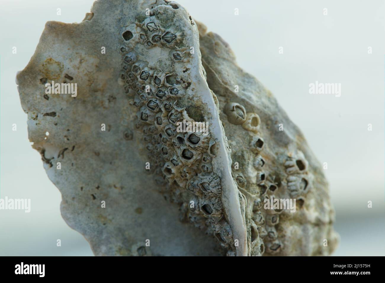 Diamond-shaped marine barnacles living on the surface of a crustacean ...