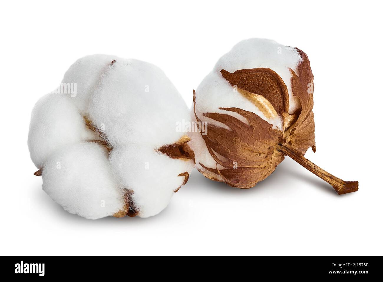 Cotton plant flower isolated on white background with clipping path and ...