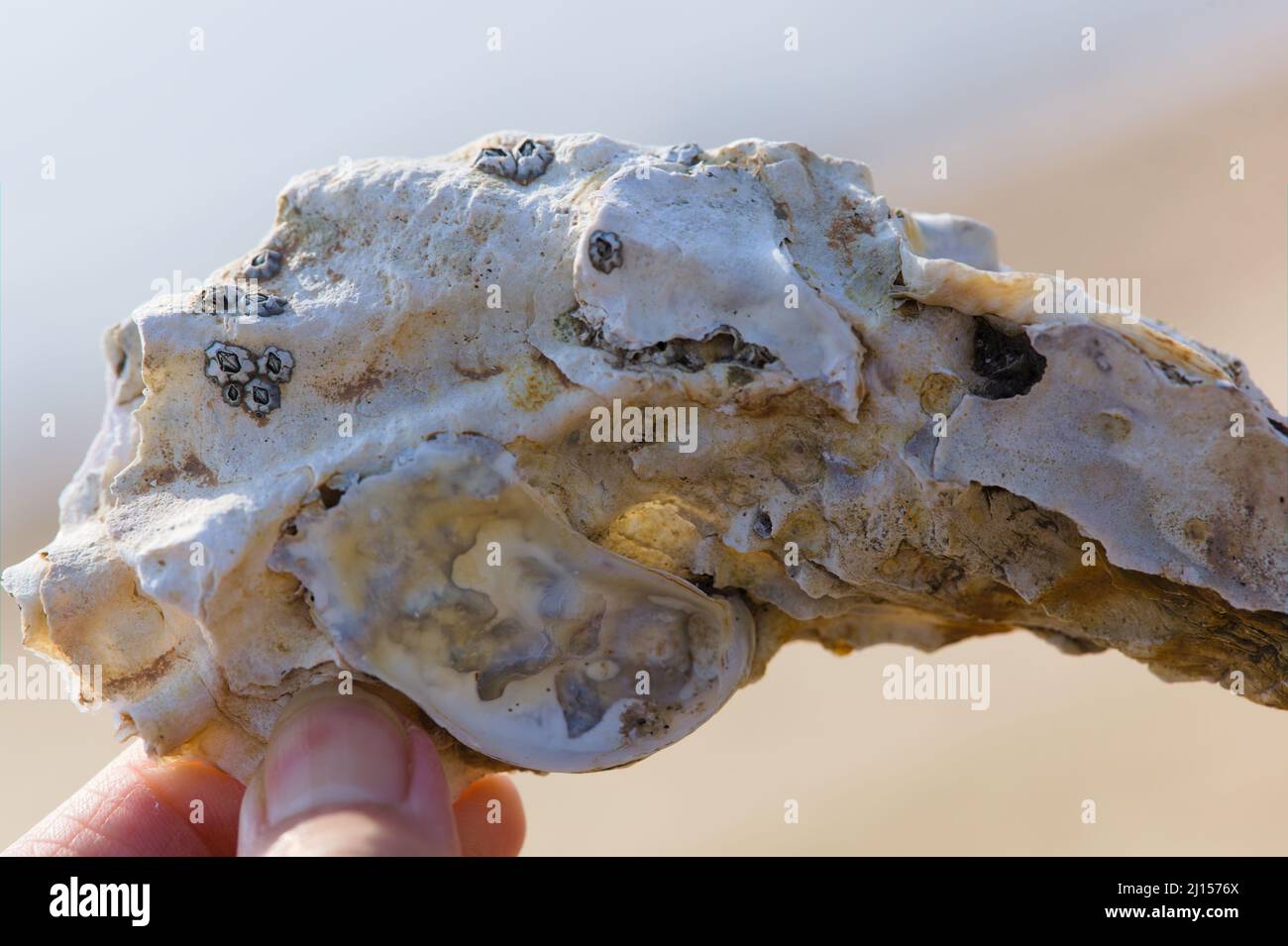 Close-up detail of marine barnacles living on the surface of a seashell ...