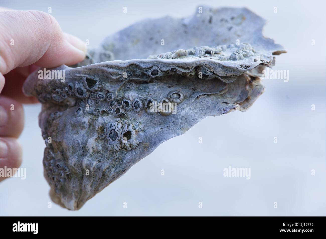 Close-up detail of a hand holding a seashell with living marine ...